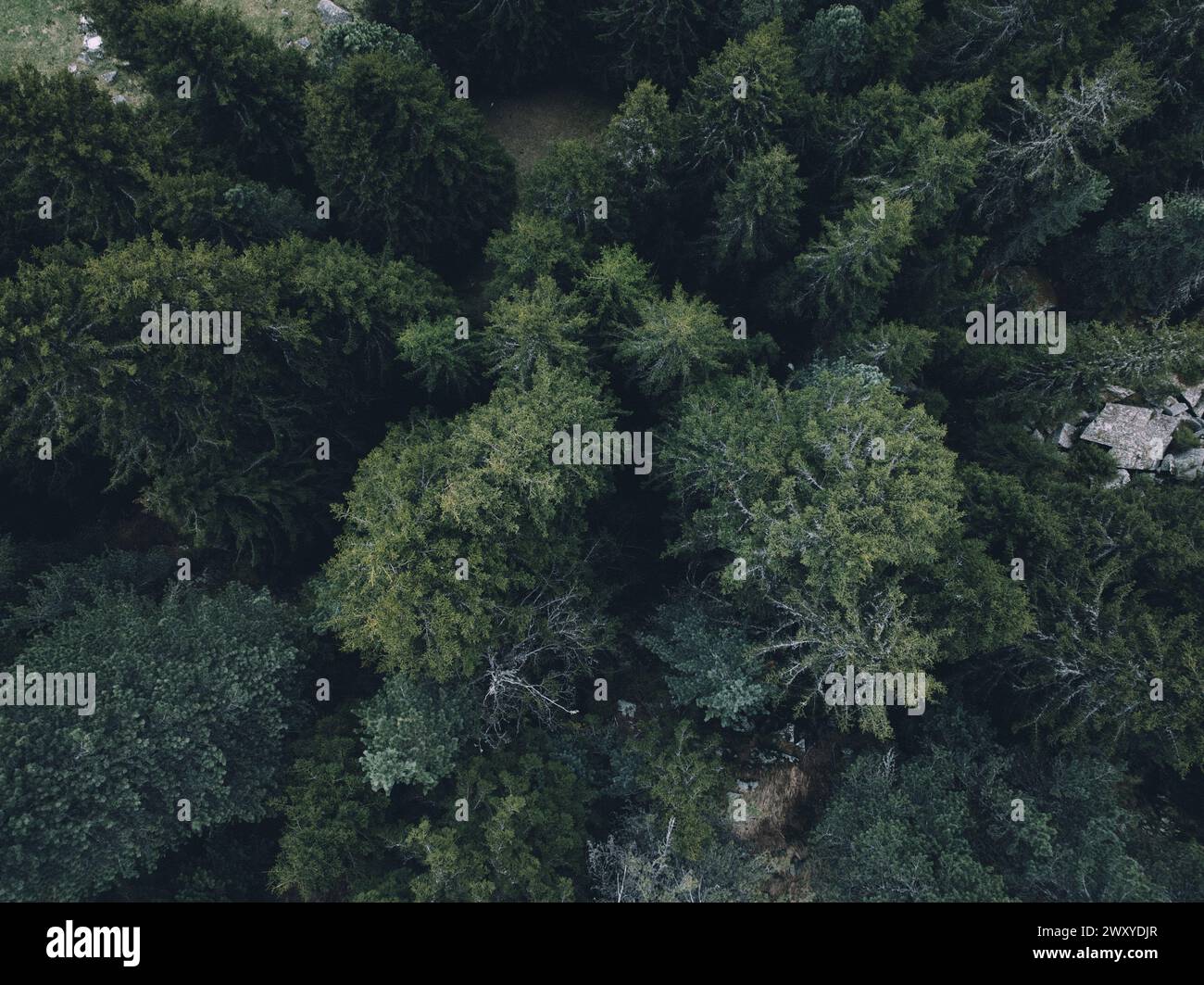 An aerial view of green trees of Swiss Alps Stock Photo - Alamy