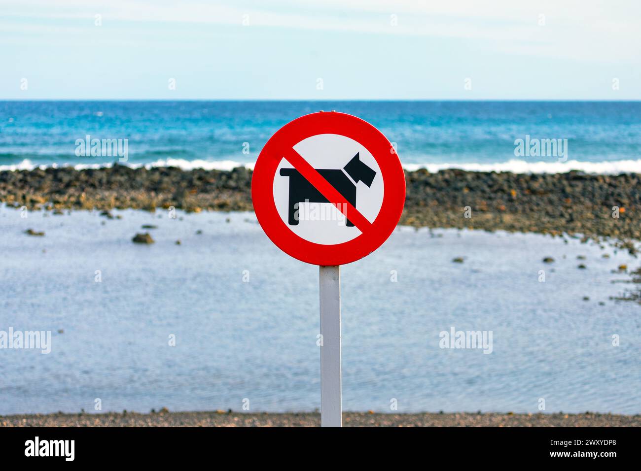 No dogs allowed sign on the beach. Prohibition sign on the beach for ...