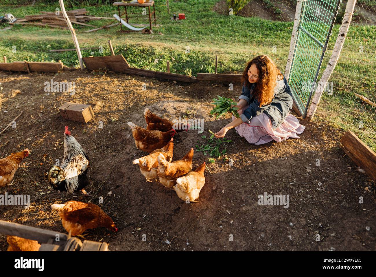 Adult woman feeding chickens with natural grass, organic farmer Stock ...