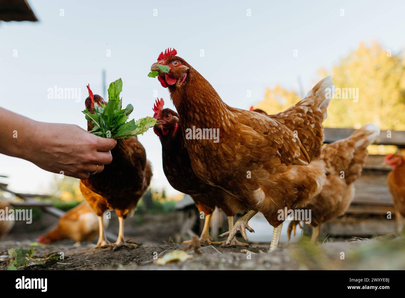 Feeding chickens barnyard hi-res stock photography and images - Alamy