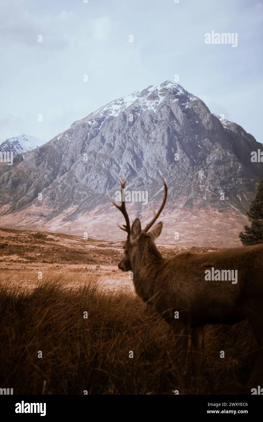 Stag photos hi-res stock photography and images - Alamy