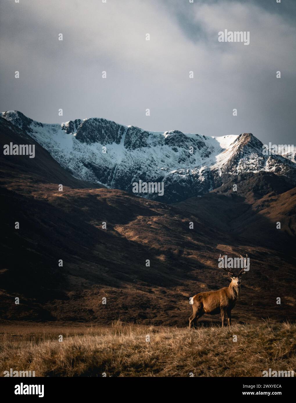 Stag photos hi-res stock photography and images - Alamy
