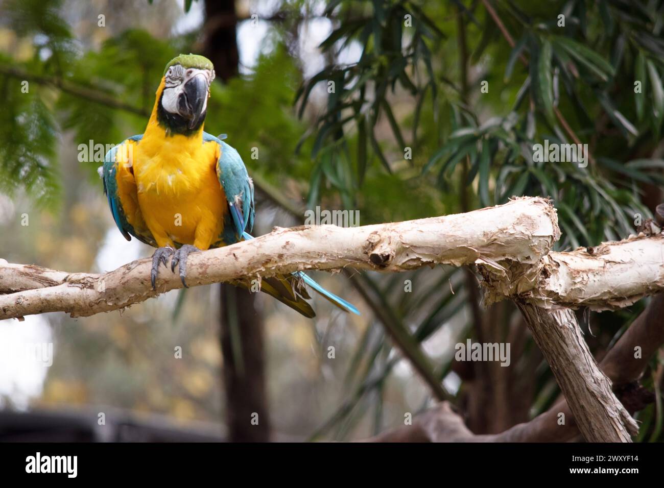 the Back and upper tail feathers of the blue and gold macaw are ...