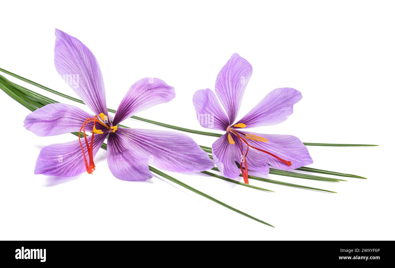 Saffron crocus sativus flowers stigmas hi-res stock photography and ...