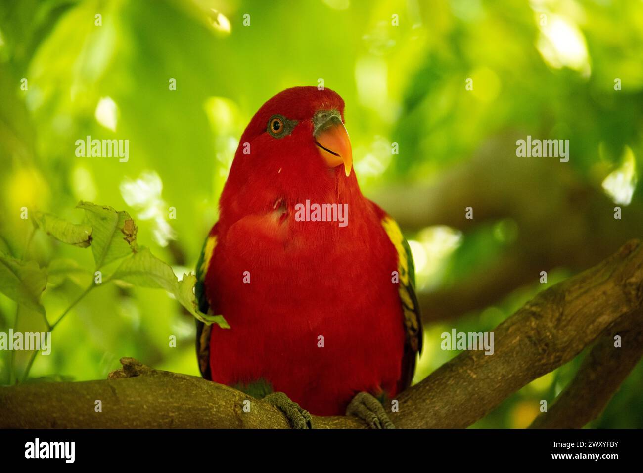 The chattering lory has a red body and a yellow patch on the mantle ...