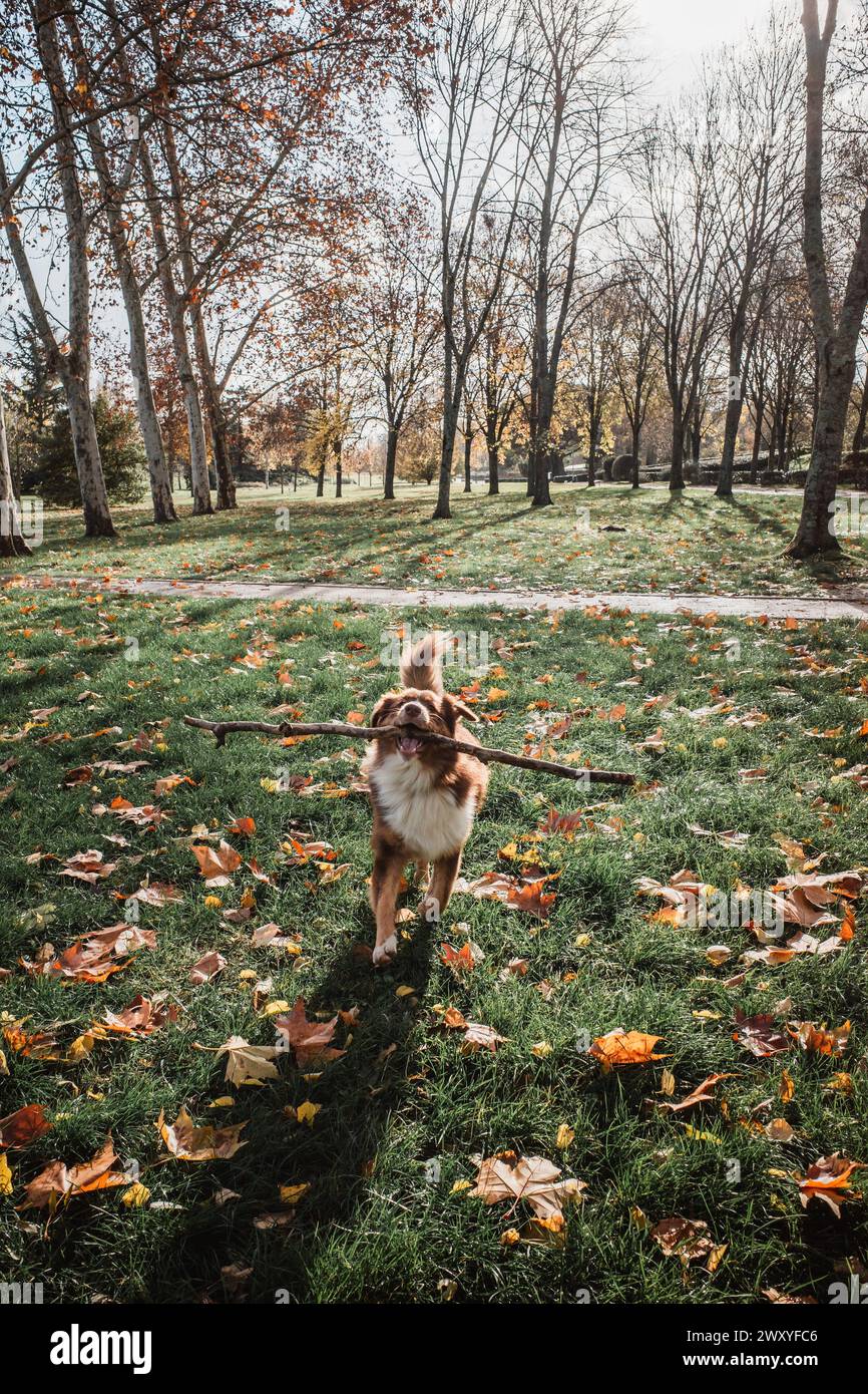 Big stick hi-res stock photography and images - Alamy