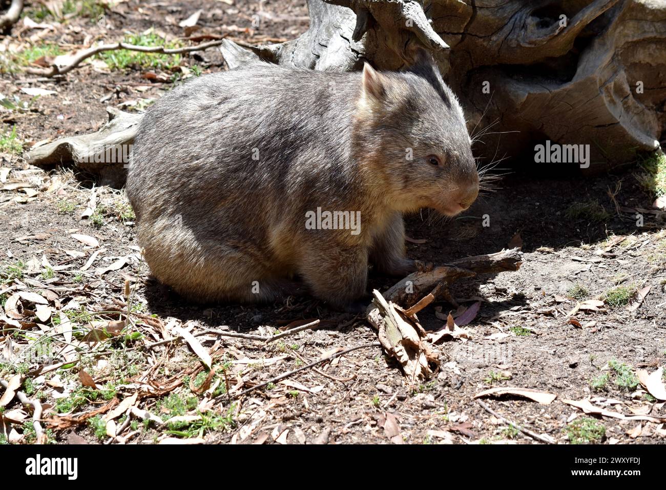 The Common Wombat has a large nose which is shiny black, much like that ...