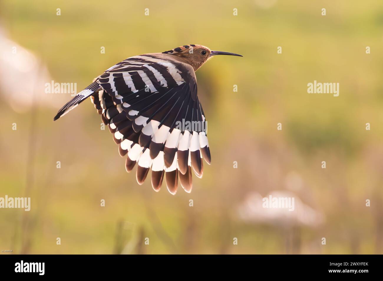 Ashian Bird Hi res Stock Photography And Images Alamy ashian-bird-hi-res-stock-photography-and-images-alamy