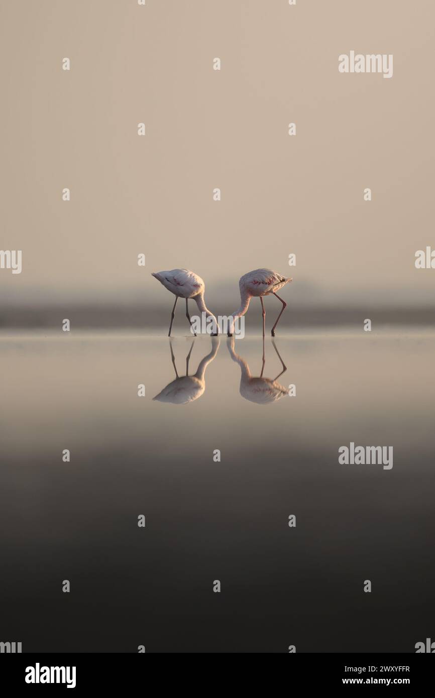 Where do they end and reflections begin INDIA STUNNING images show a ...