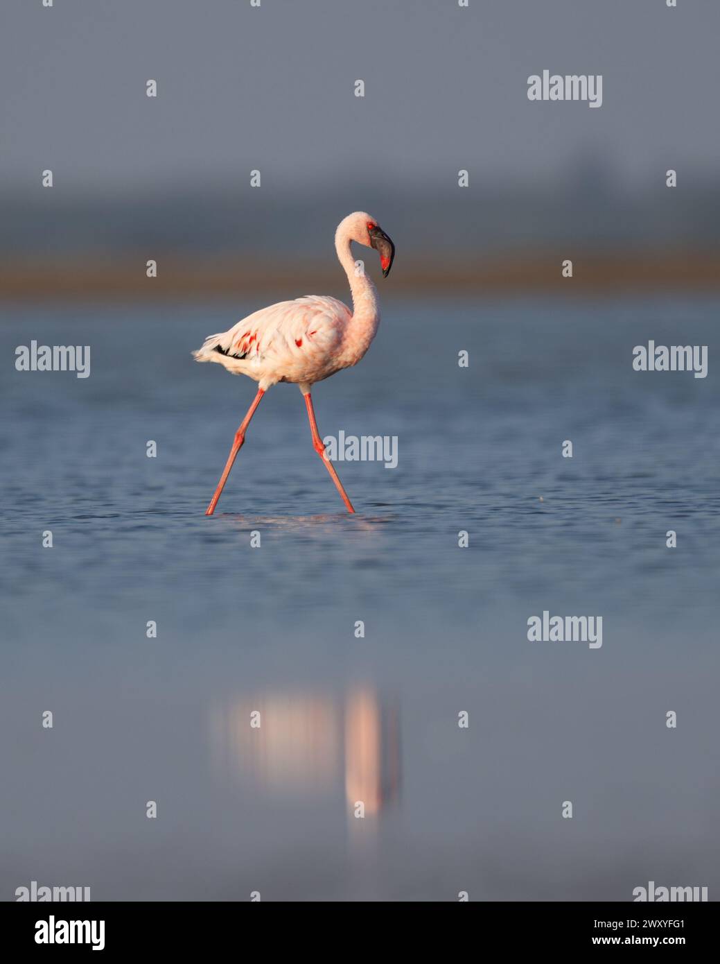Walking on water INDIA STUNNING images show a flamingo running on water ...