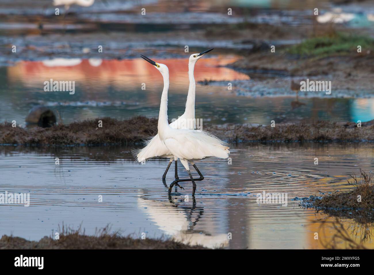 Phopography hi-res stock photography and images - Alamy