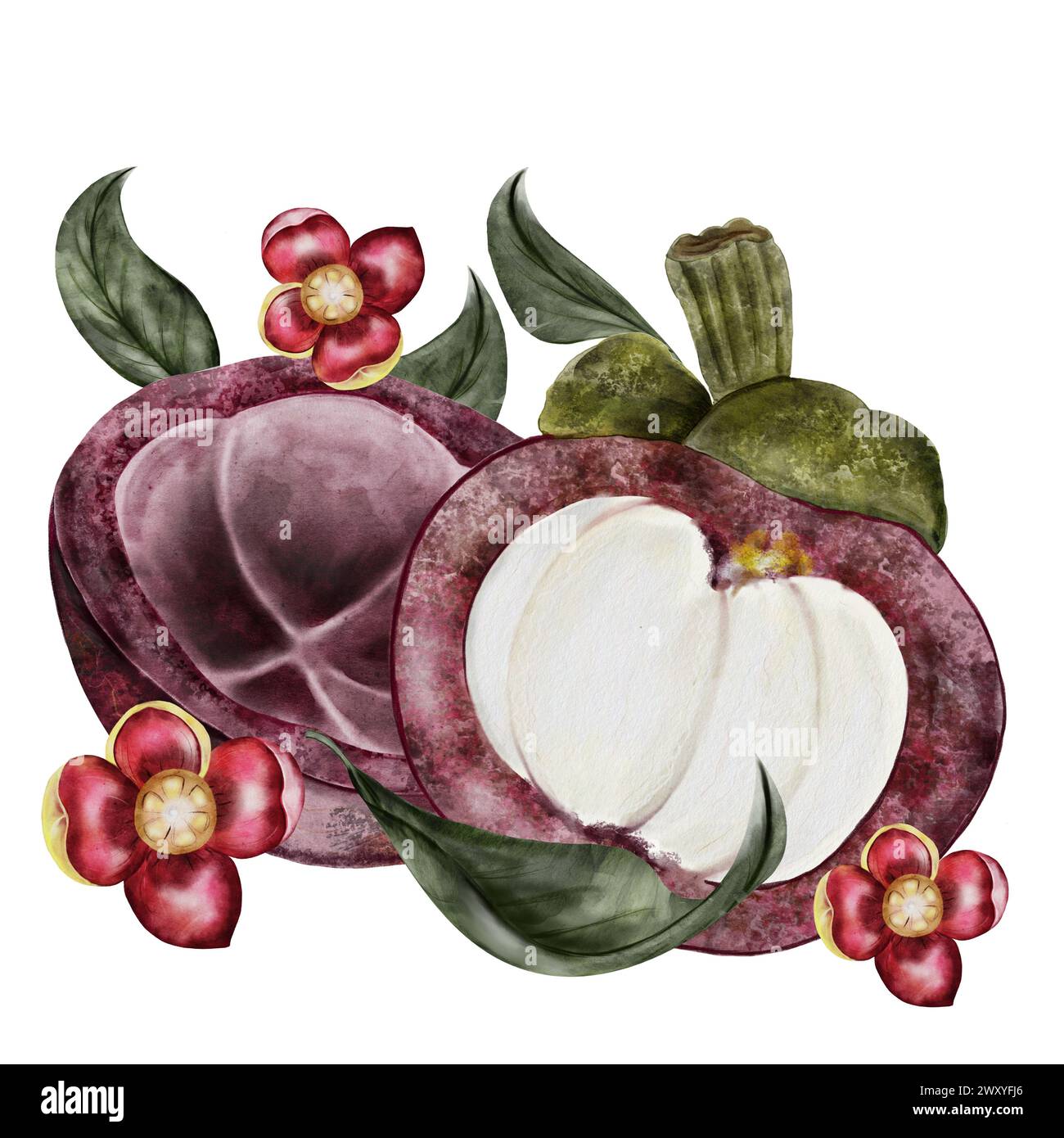 Mangosteen fruit watercolor illustration. Tropical fruit illustration ...