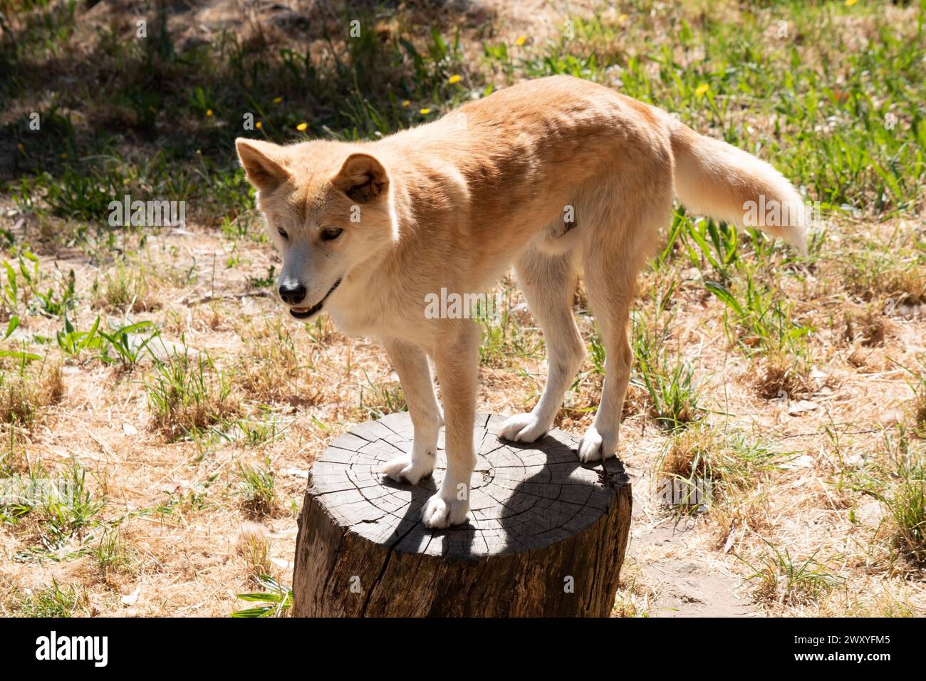 Dingos have a long muzzle, erect ears and strong claws. They usually ...