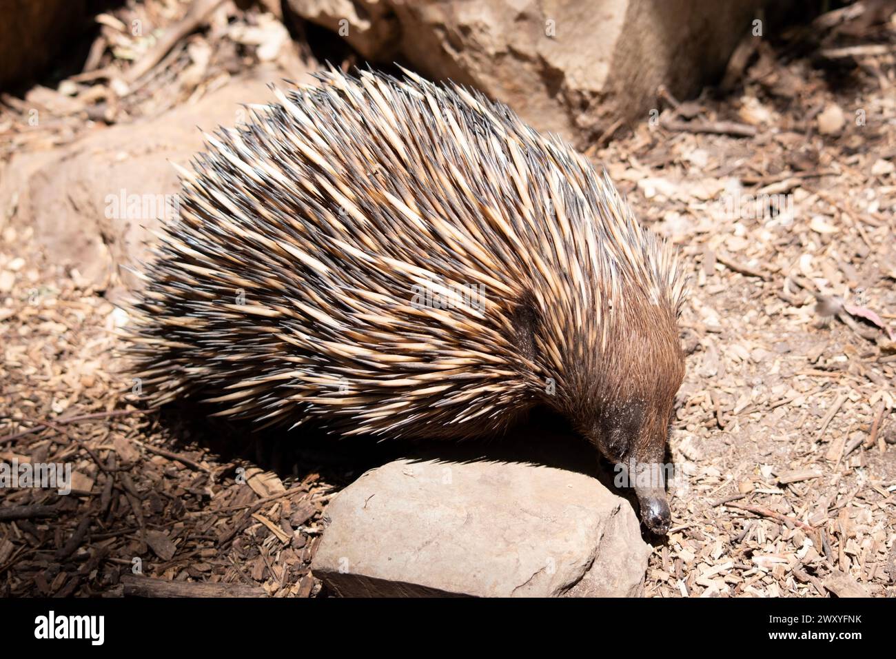 the short nosed echidna has strong-clawed feet and spines on the upper ...