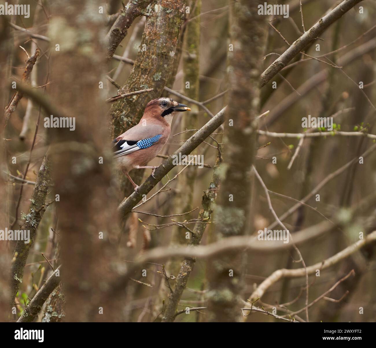 Eurasian jay bird perched on a tree in the forest, with a corn bean in ...