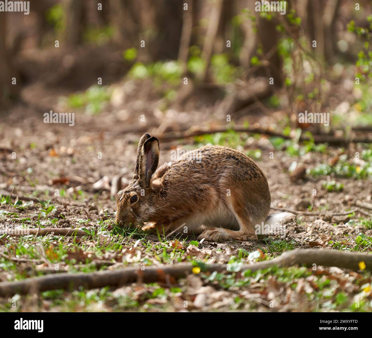Brown hare in the forest feeding on grass and seeds, copyspace ...