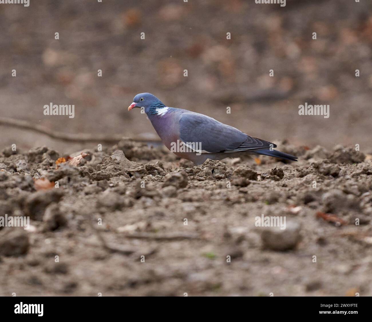 Wood pigeon on the forest ground in dried mud, foraging for seeds Stock ...
