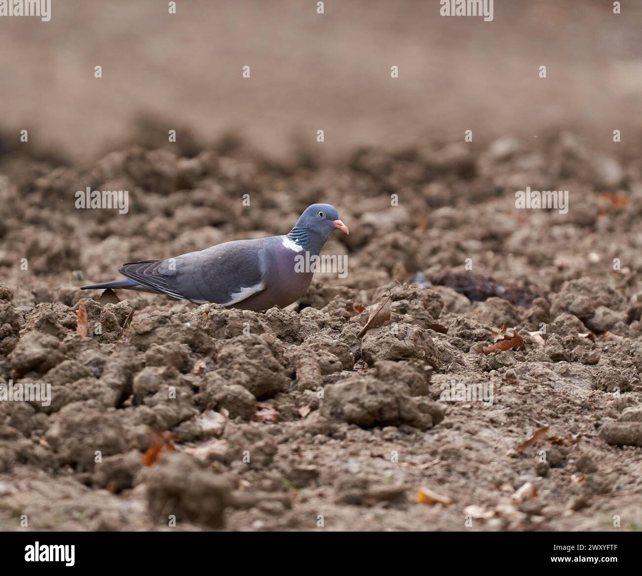 Wood pigeon on the forest ground in dried mud, foraging for seeds Stock ...
