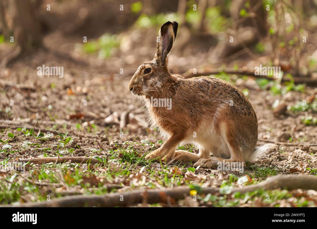 Brown hare in the forest feeding on grass and seeds, copyspace ...
