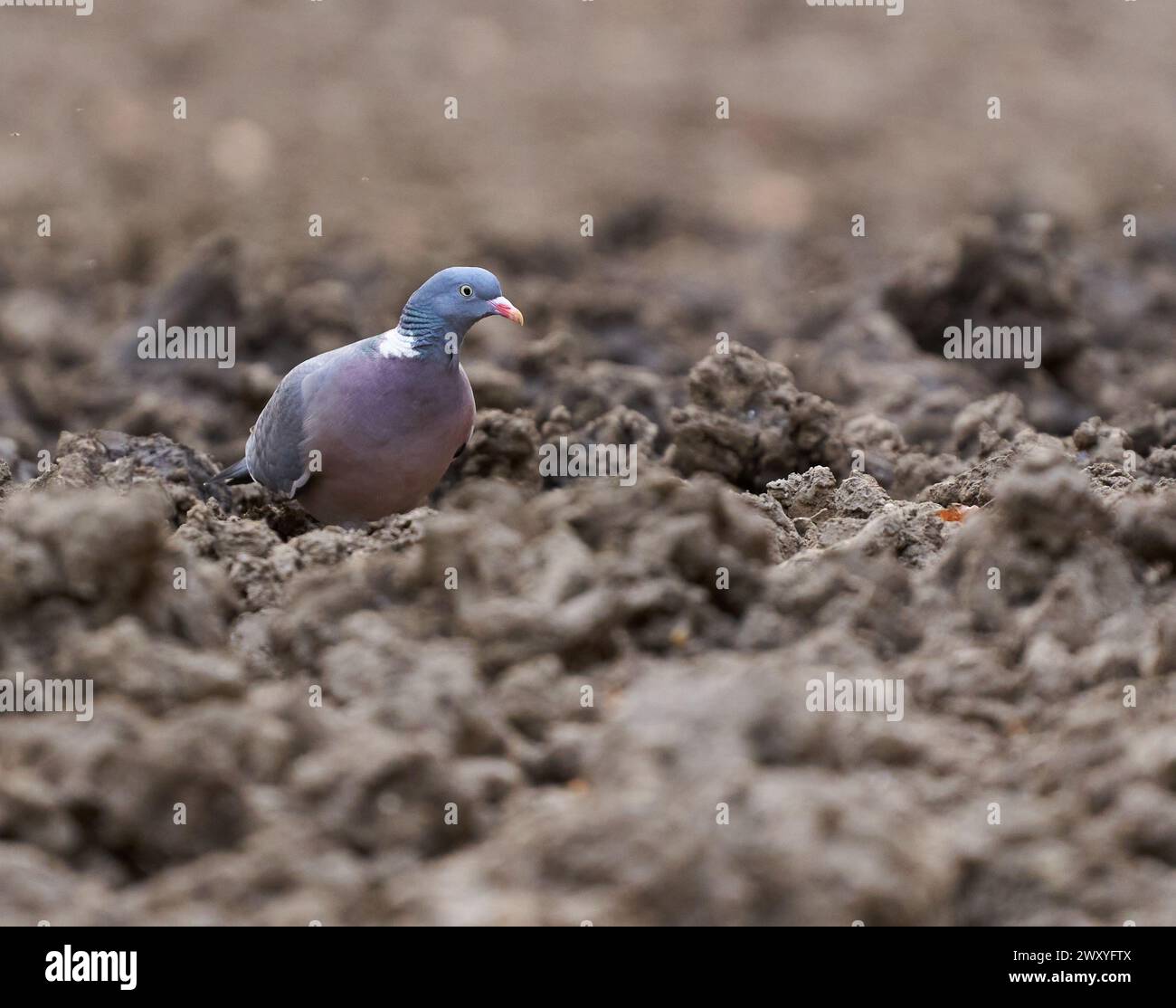 Wood pigeon on the forest ground in dried mud, foraging for seeds Stock ...