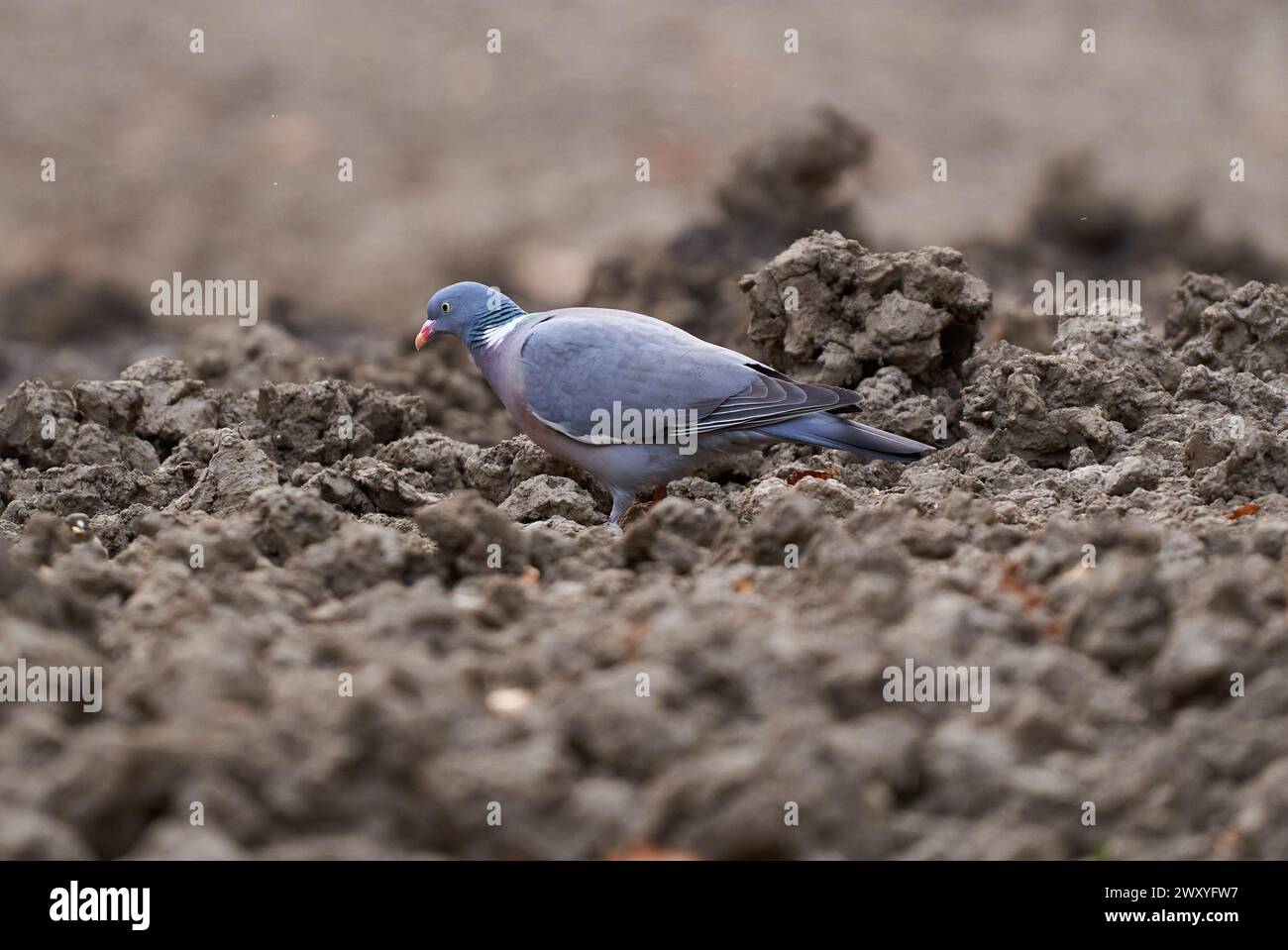 Wood pigeon on the forest ground in dried mud, foraging for seeds Stock ...
