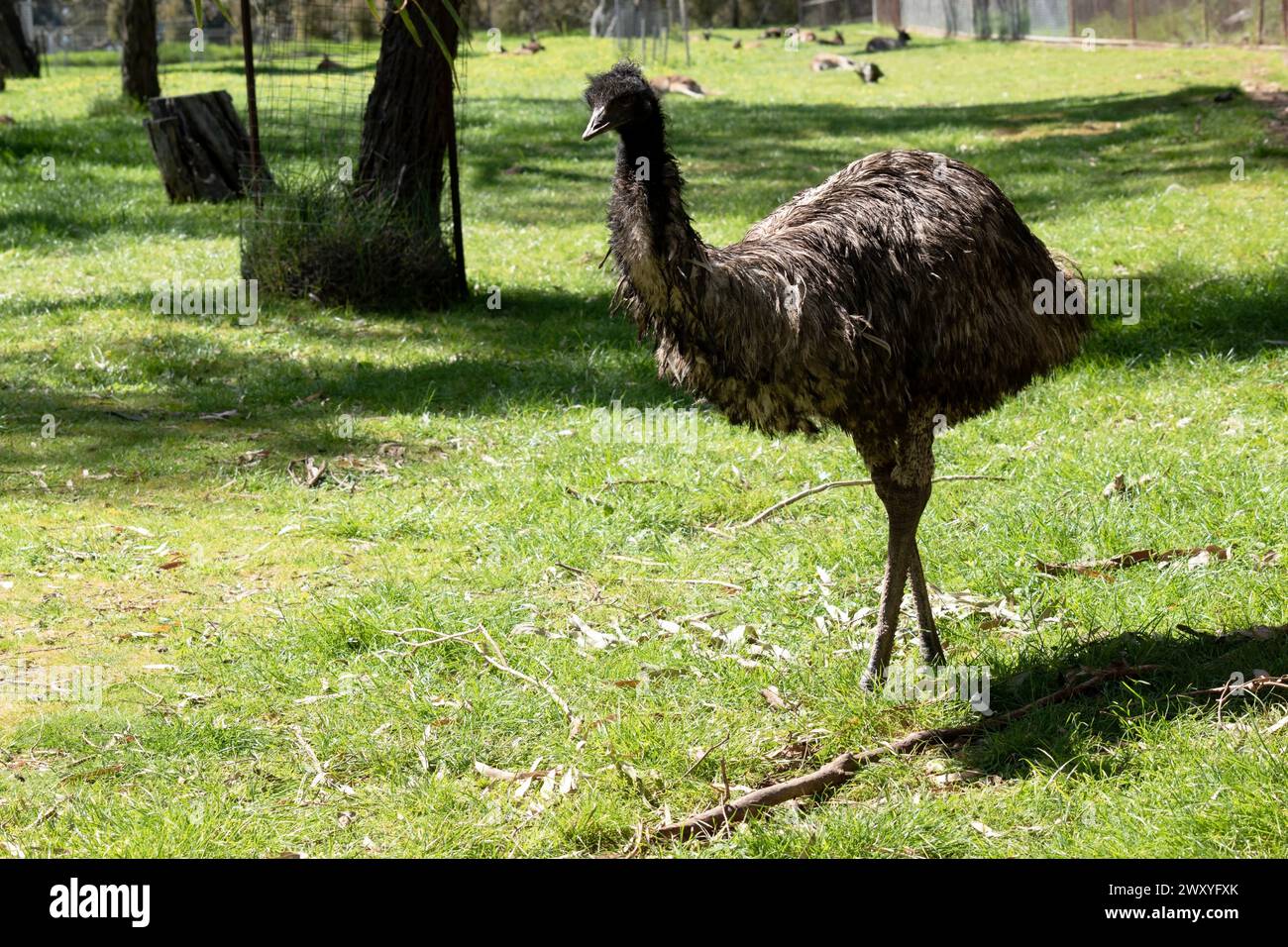 Mostly black plumage hi-res stock photography and images - Alamy