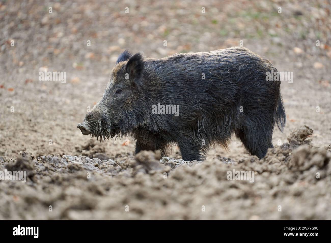 Young strong wild hog boar, a large specimen, in the forest rooting in ...