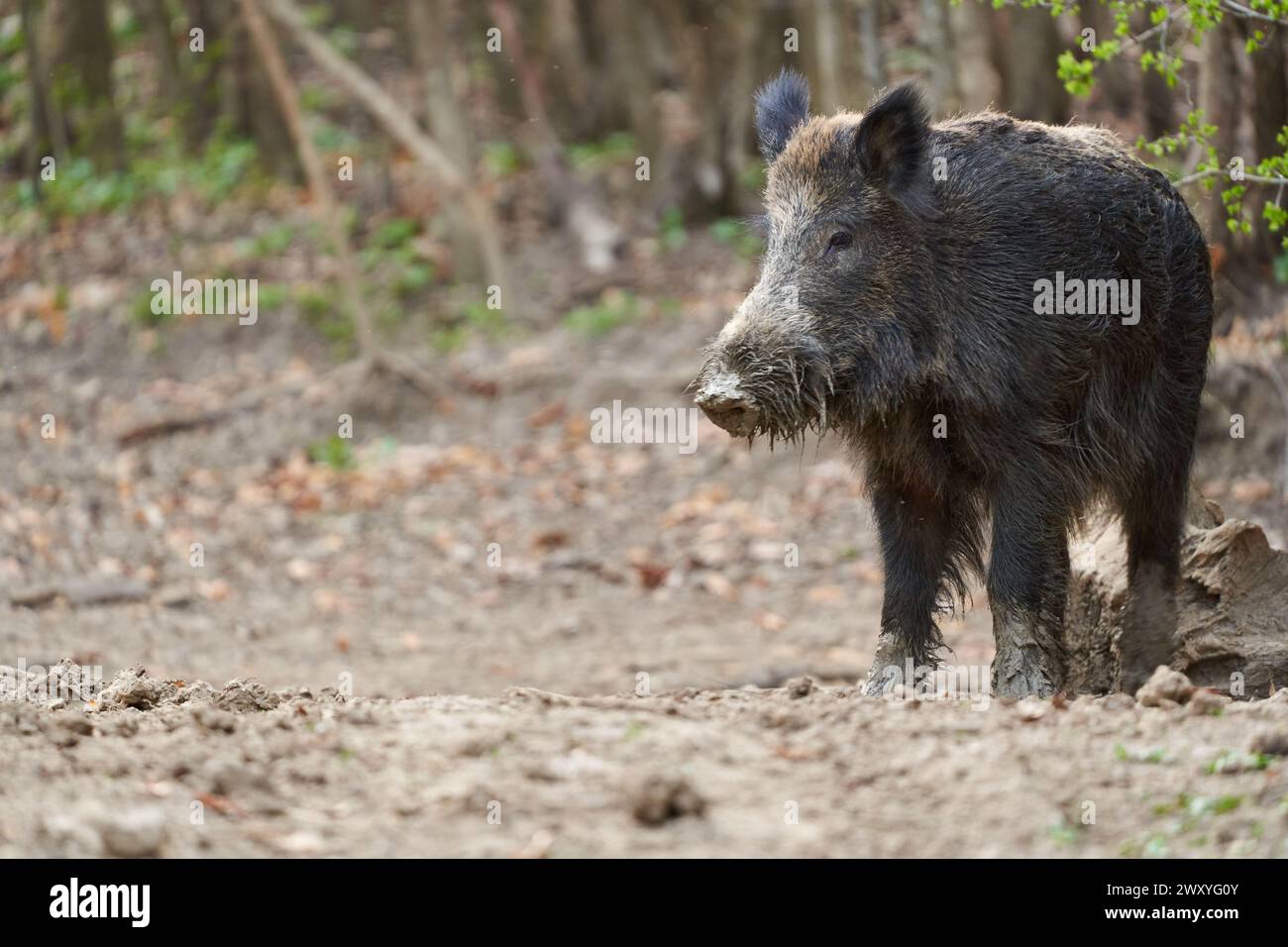 Young strong wild hog boar, a large specimen, in the forest rooting in ...