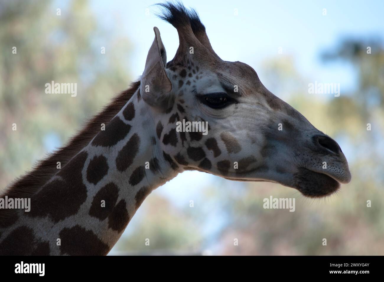 The giraffe is the tallest of all mammals. The giraffe has a short body ...