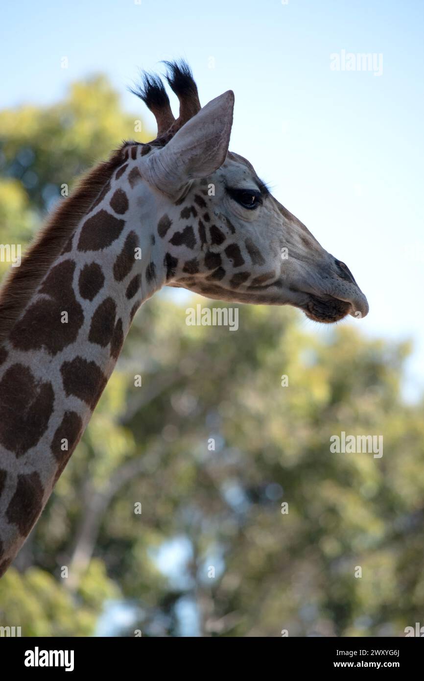 The giraffe is the tallest of all mammals. The giraffe has a short body ...