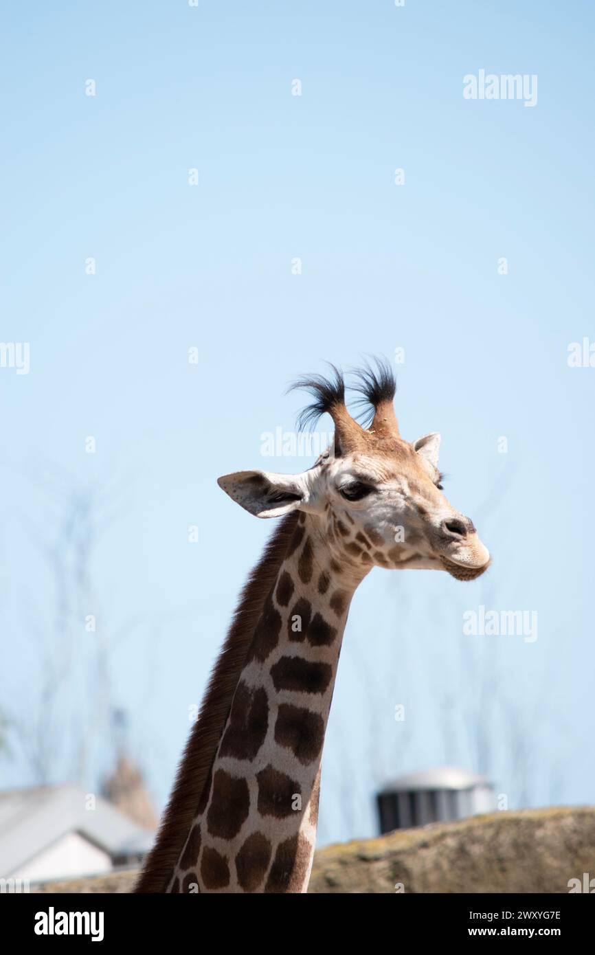 The giraffe is the tallest of all mammals. The giraffe has a short body ...