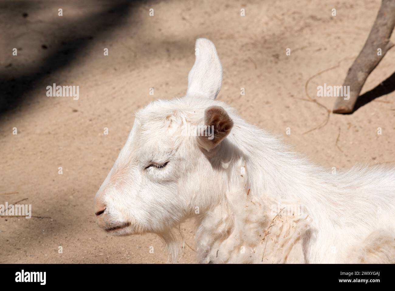 Goats are farm animals that arch backward, a short tail, and straighter ...