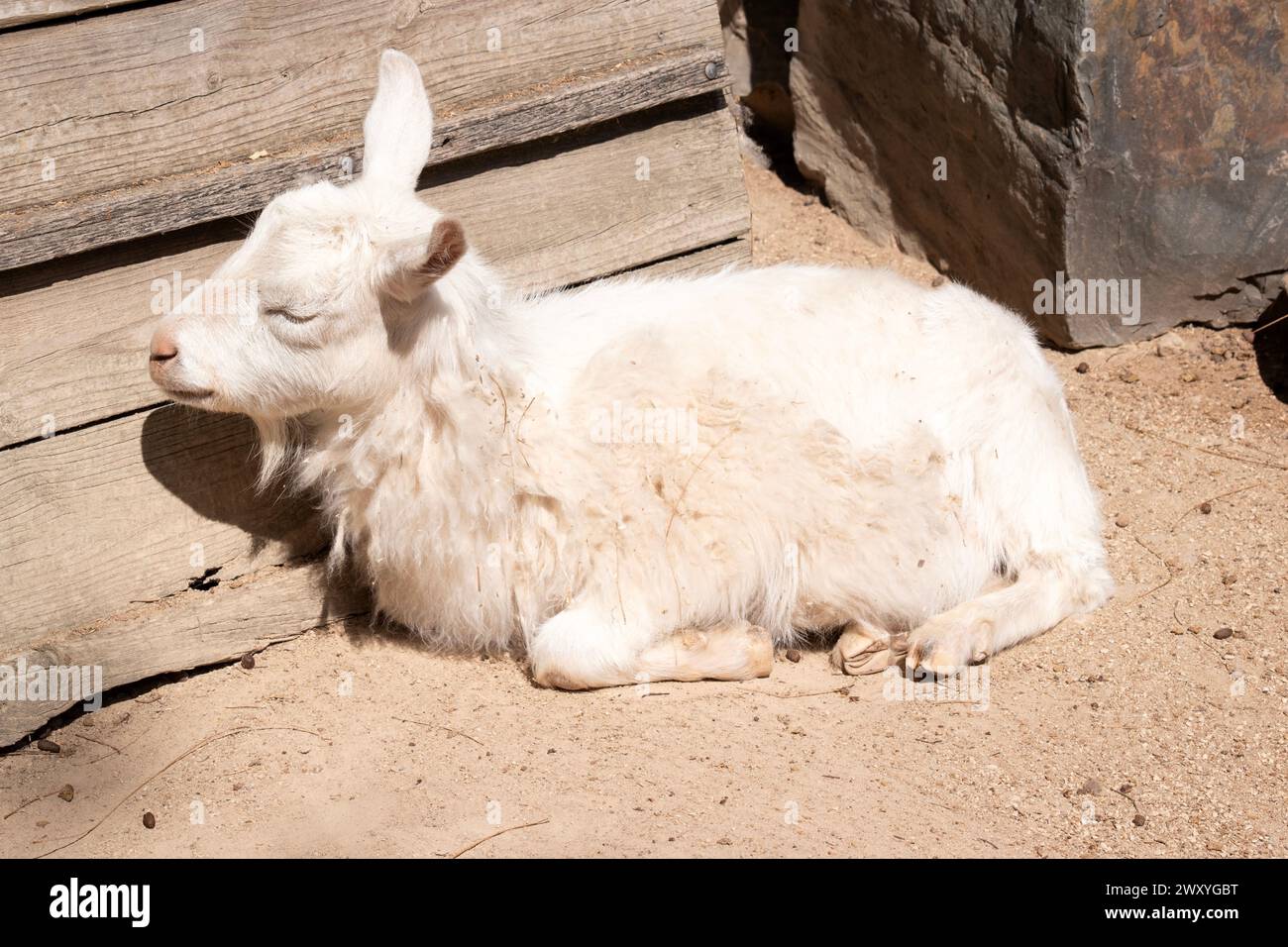 Goats are farm animals that arch backward, a short tail, and straighter ...