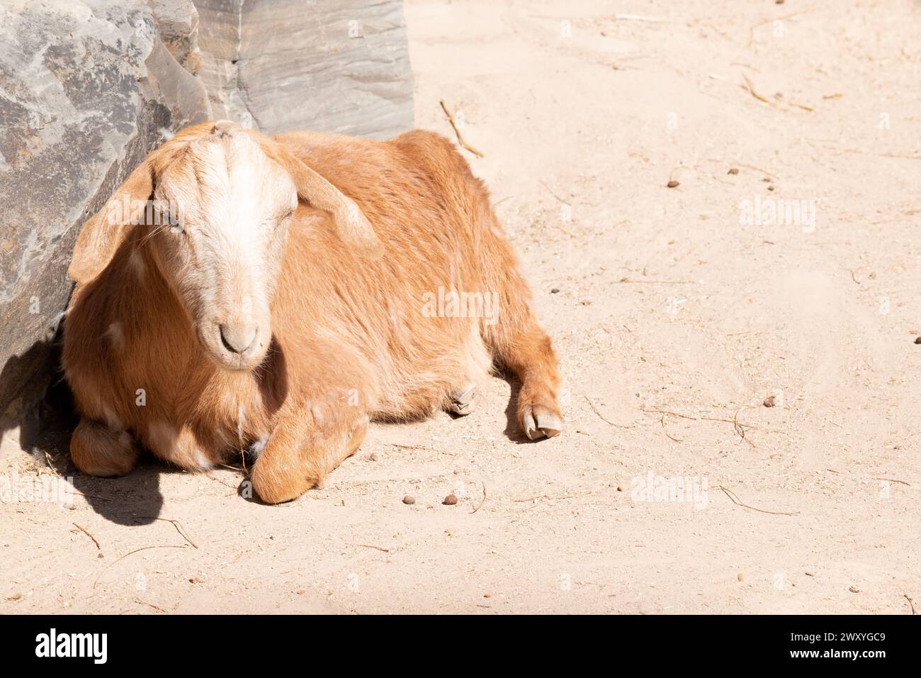 Goats are farm animals that arch backward, a short tail, and straighter ...