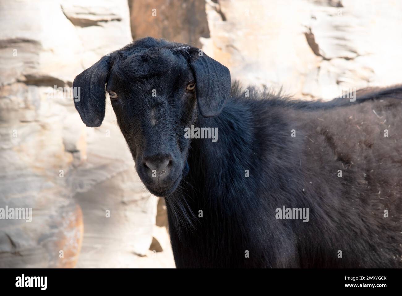 goats are farm animals that have horns that arch backward, a short tail ...