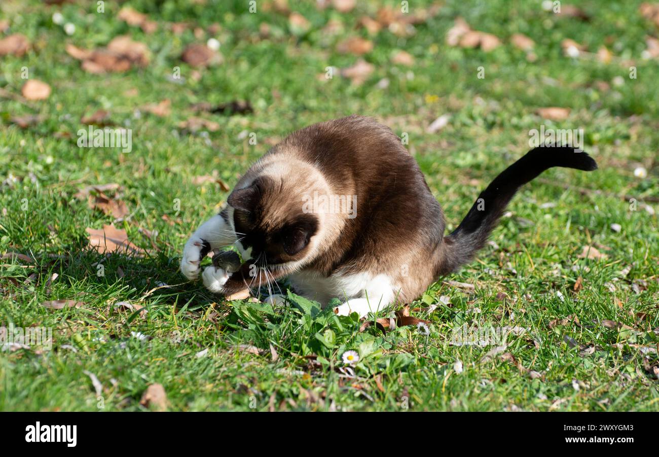 siamese cat biting a mouse in a garden Stock Photo - Alamy