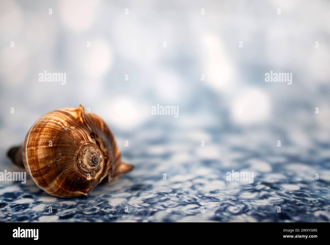 beautiful sheefish in front of blue background Stock Photo - Alamy