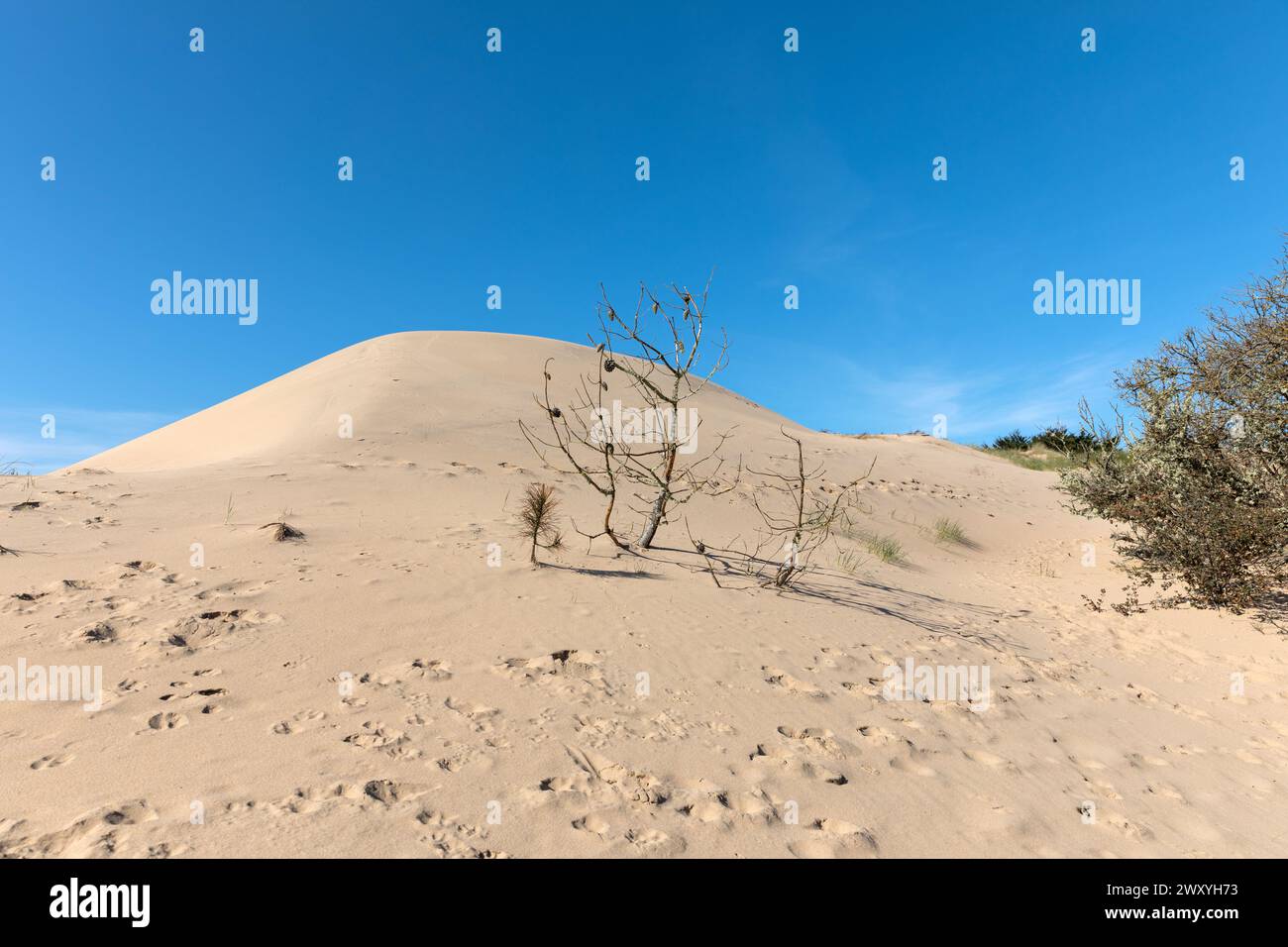 Pine buried by the coastal dune of the Plage du Veillon in Talmont ...
