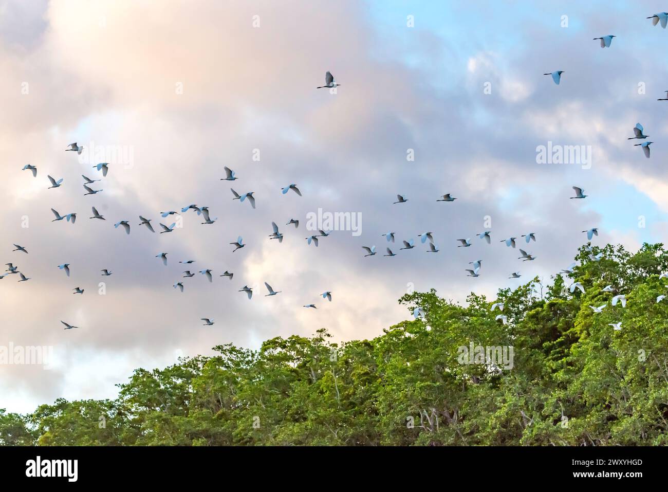 Bubulcus ibis (cattle egret) flying up river and returning to their ...