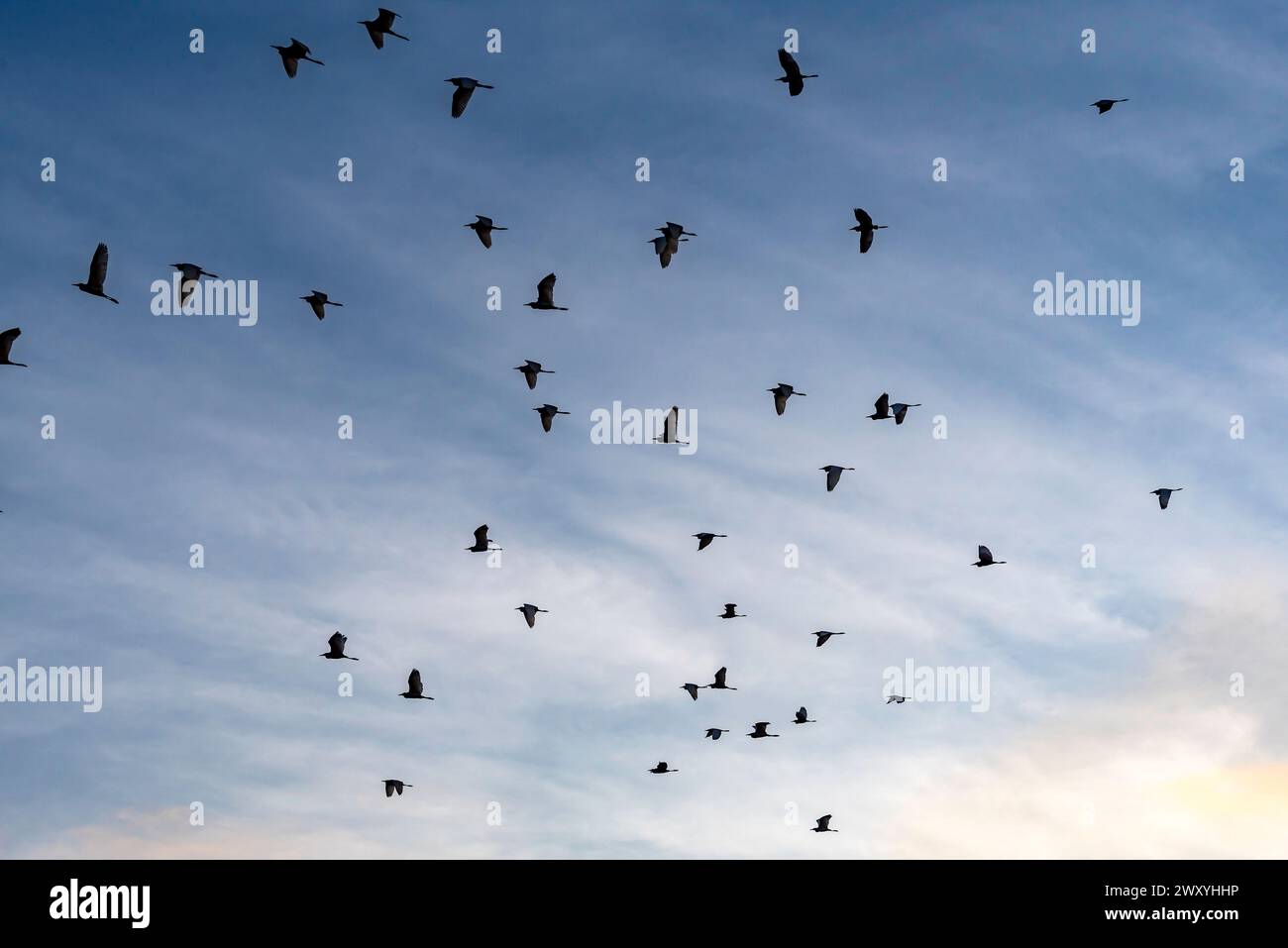 Bubulcus ibis (cattle egret) flying up river and returning to their ...