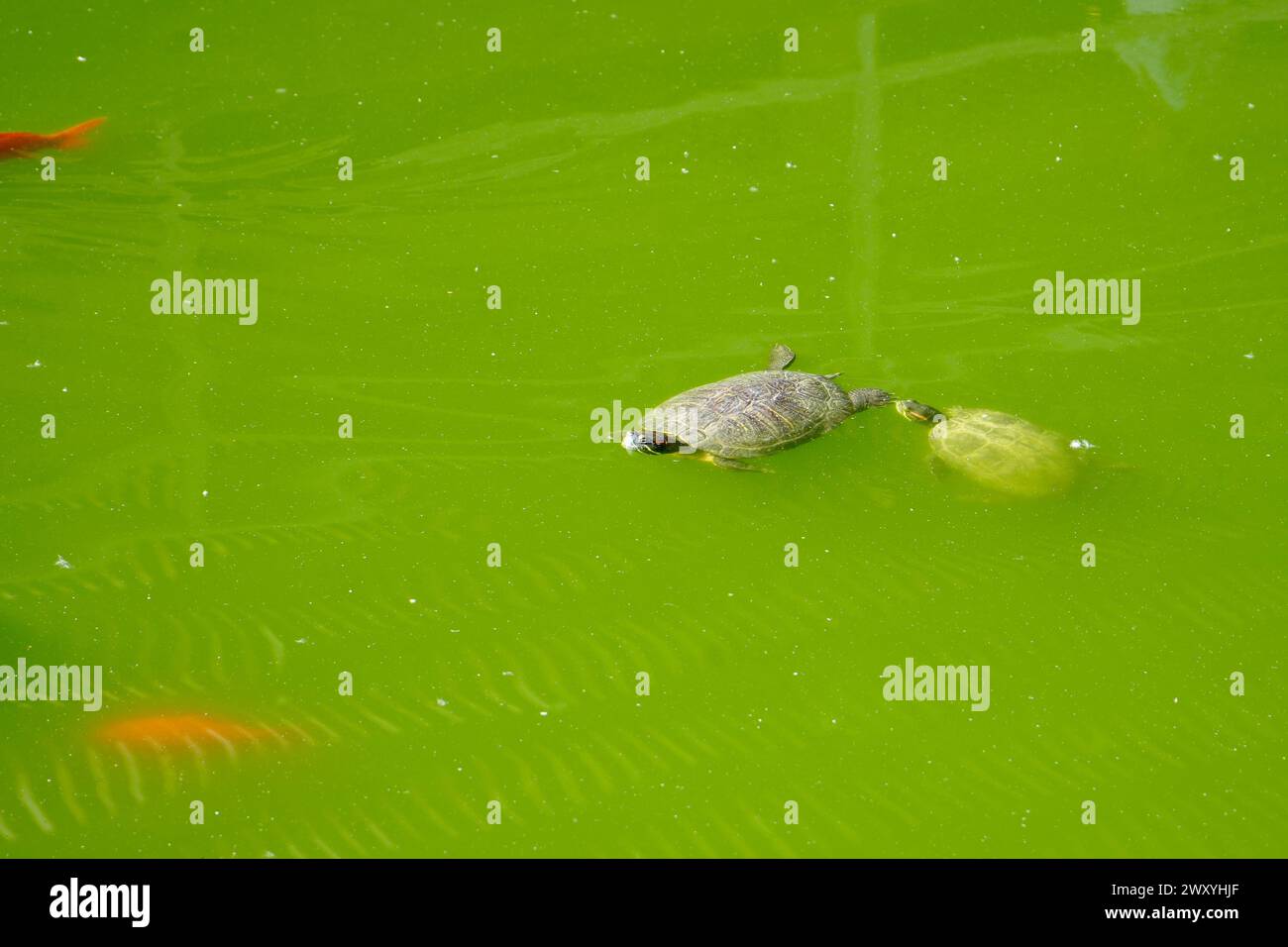 Terrapin in the water hi-res stock photography and images - Alamy
