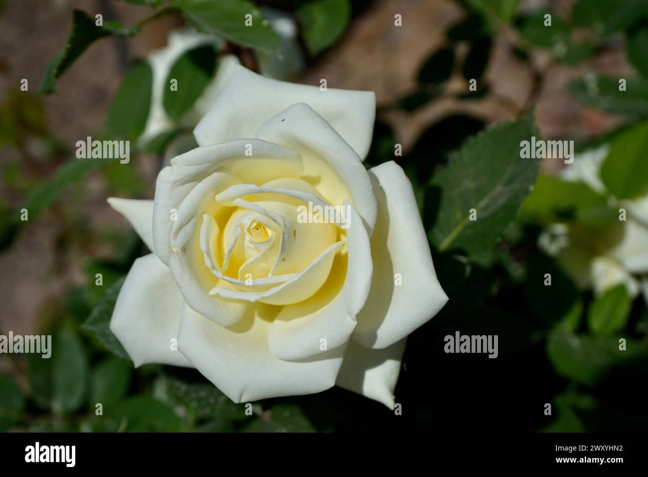 Beautiful white rose in Mendoza, Argentina Stock Photo - Alamy