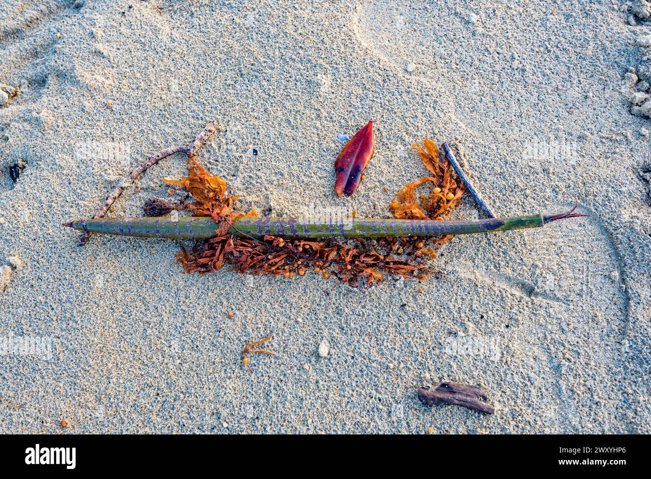 A Red Mangrove (Rhizophora mangle) seed on Wonga Beech in far north ...