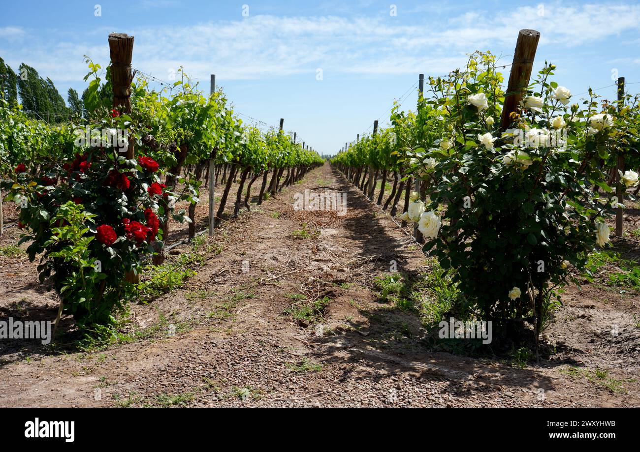Grapes growing on vines in a vinyard in Mendoza, Argentina. Rose bushes ...