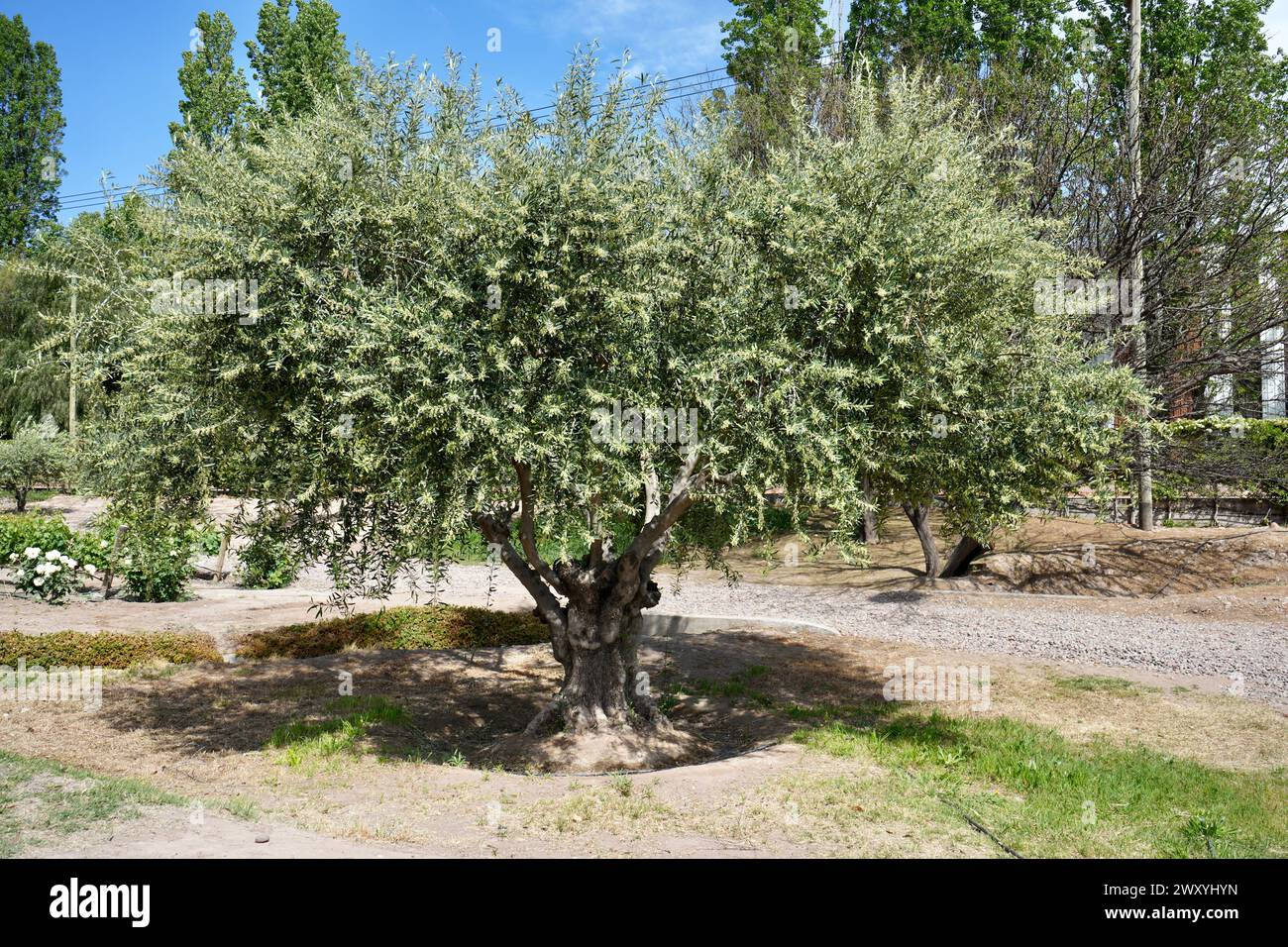 Argentinian tree hi-res stock photography and images - Alamy