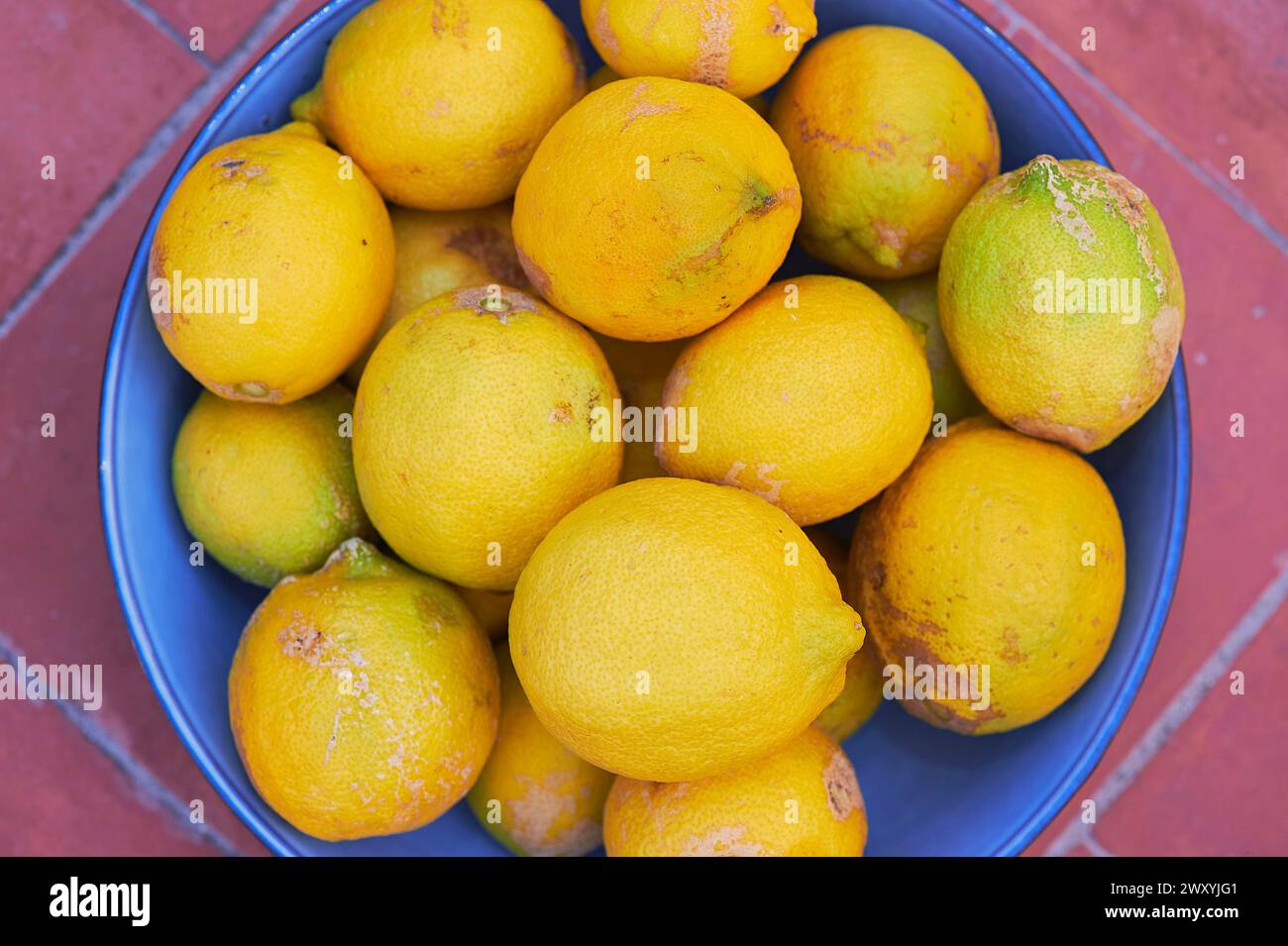 Organic lemons from south-eastern France. Untreated lemons have defects ...