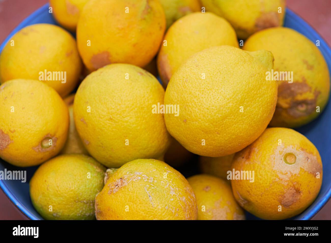 Organic lemons from south-eastern France. Untreated lemons have defects ...
