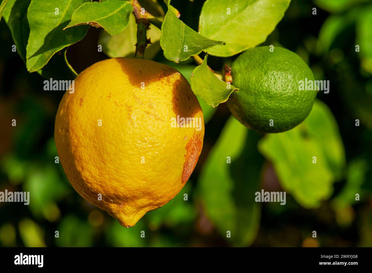 Organic lemons from south-eastern France. Untreated lemons have defects ...