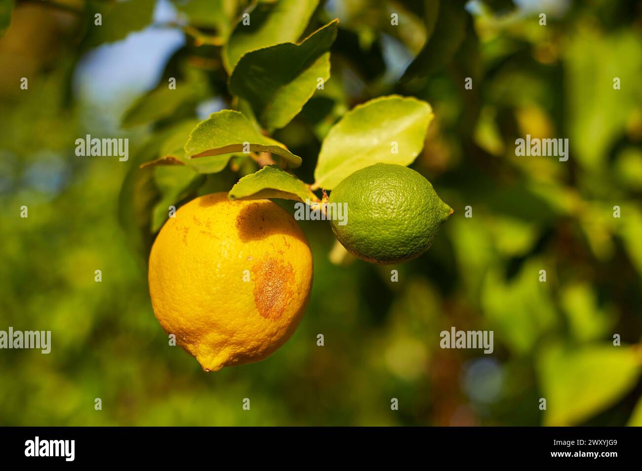 Organic lemons from south-eastern France. Untreated lemons have defects ...