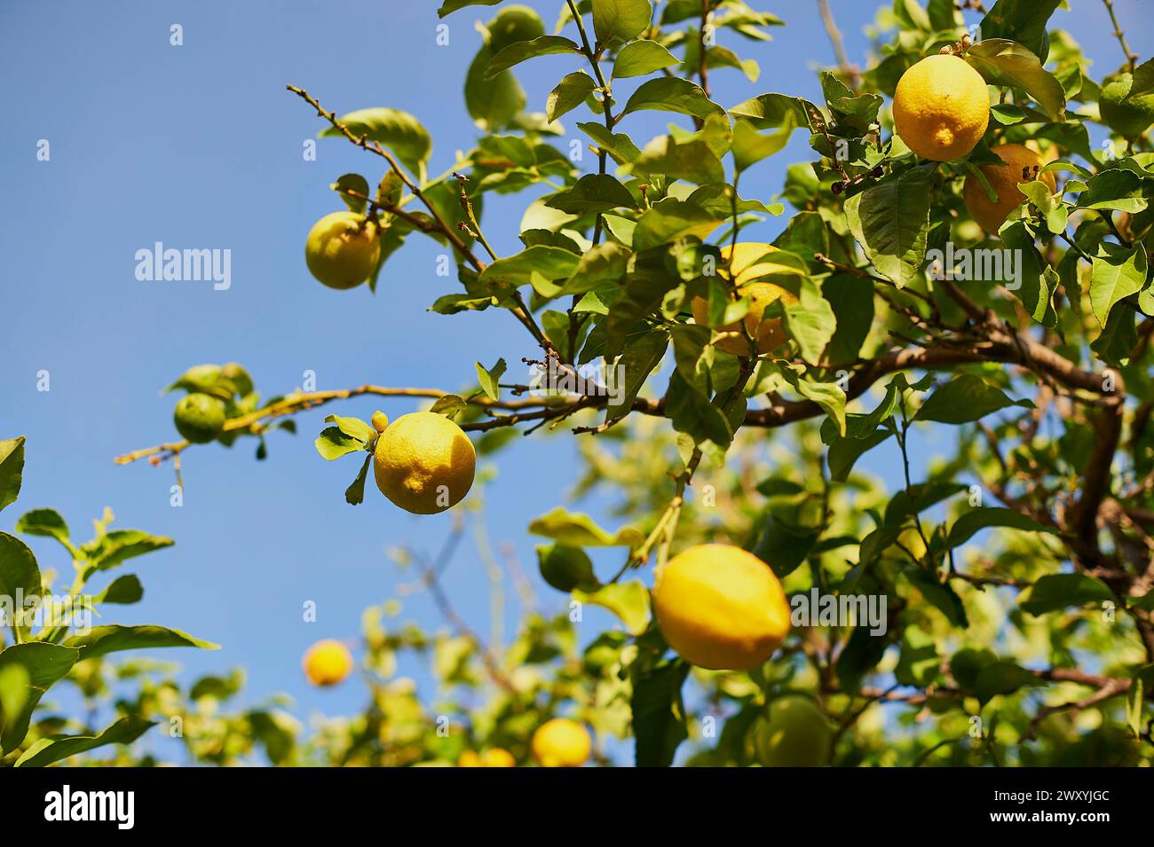 Organic lemons from south-eastern France. Untreated lemons have defects ...